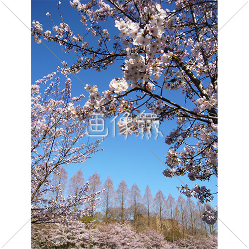 お花見日和の桜の写真(2) ｜ 画像衆